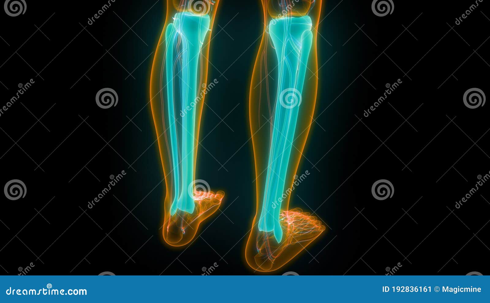 Human Skeleton System Tibia and Fibula Bone Joints Anatomy Stock ...
