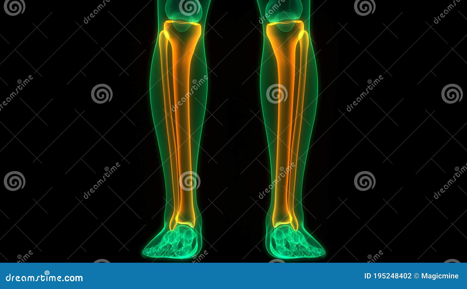 Human Skeleton System Tibia and Fibula Bone Joints Anatomy Stock ...