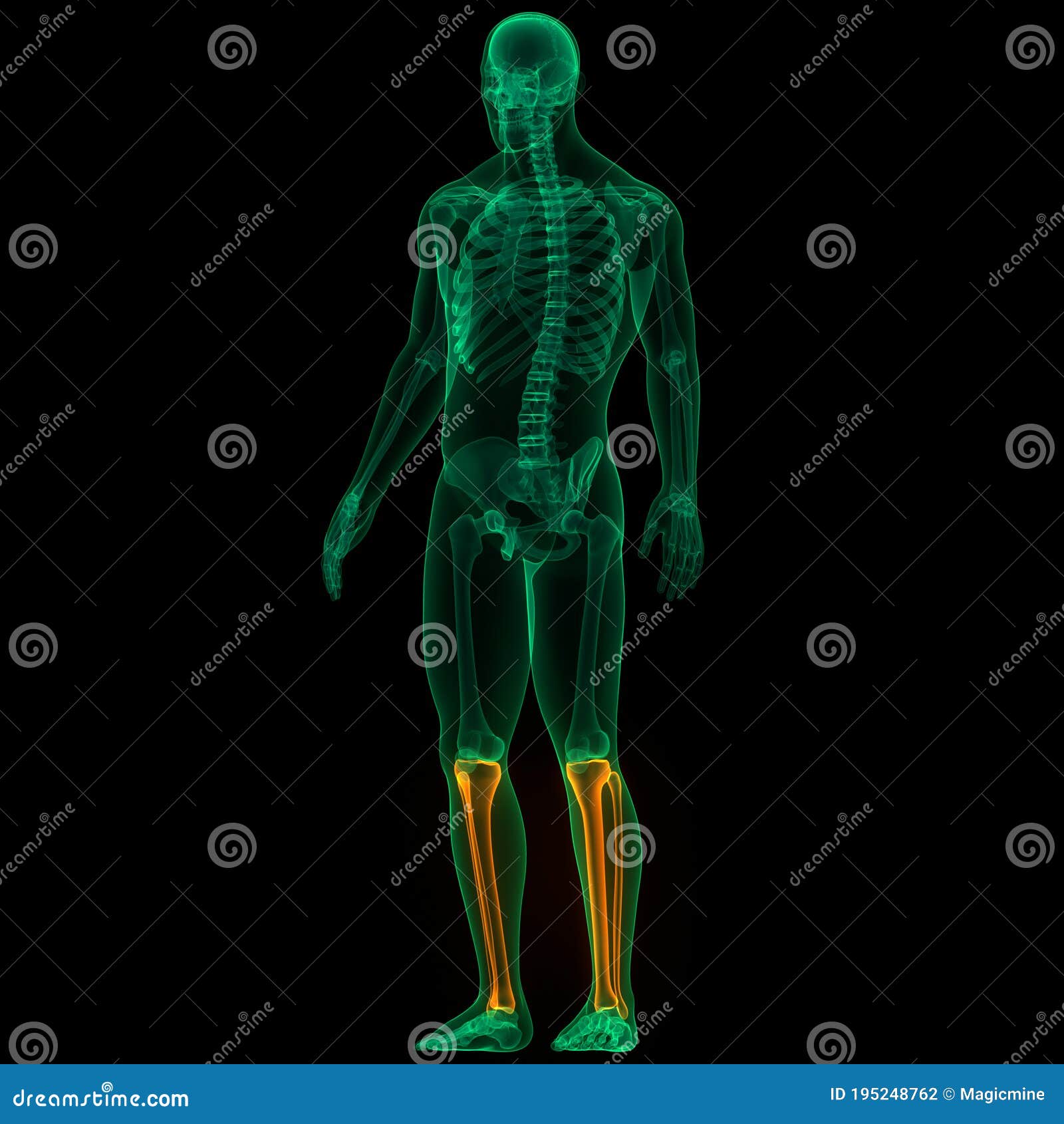Human Skeleton System Tibia and Fibula Bone Joints Anatomy Stock ...
