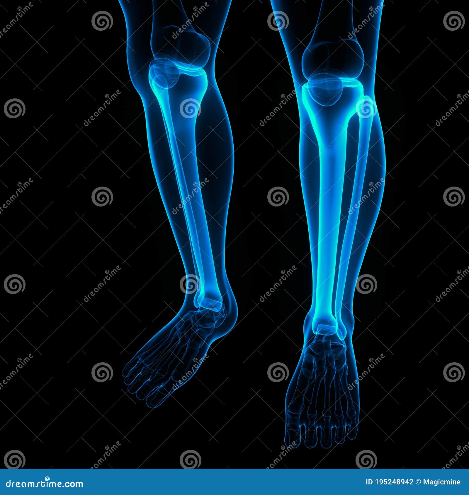 Human Skeleton System Tibia and Fibula Bone Joints Anatomy Stock ...