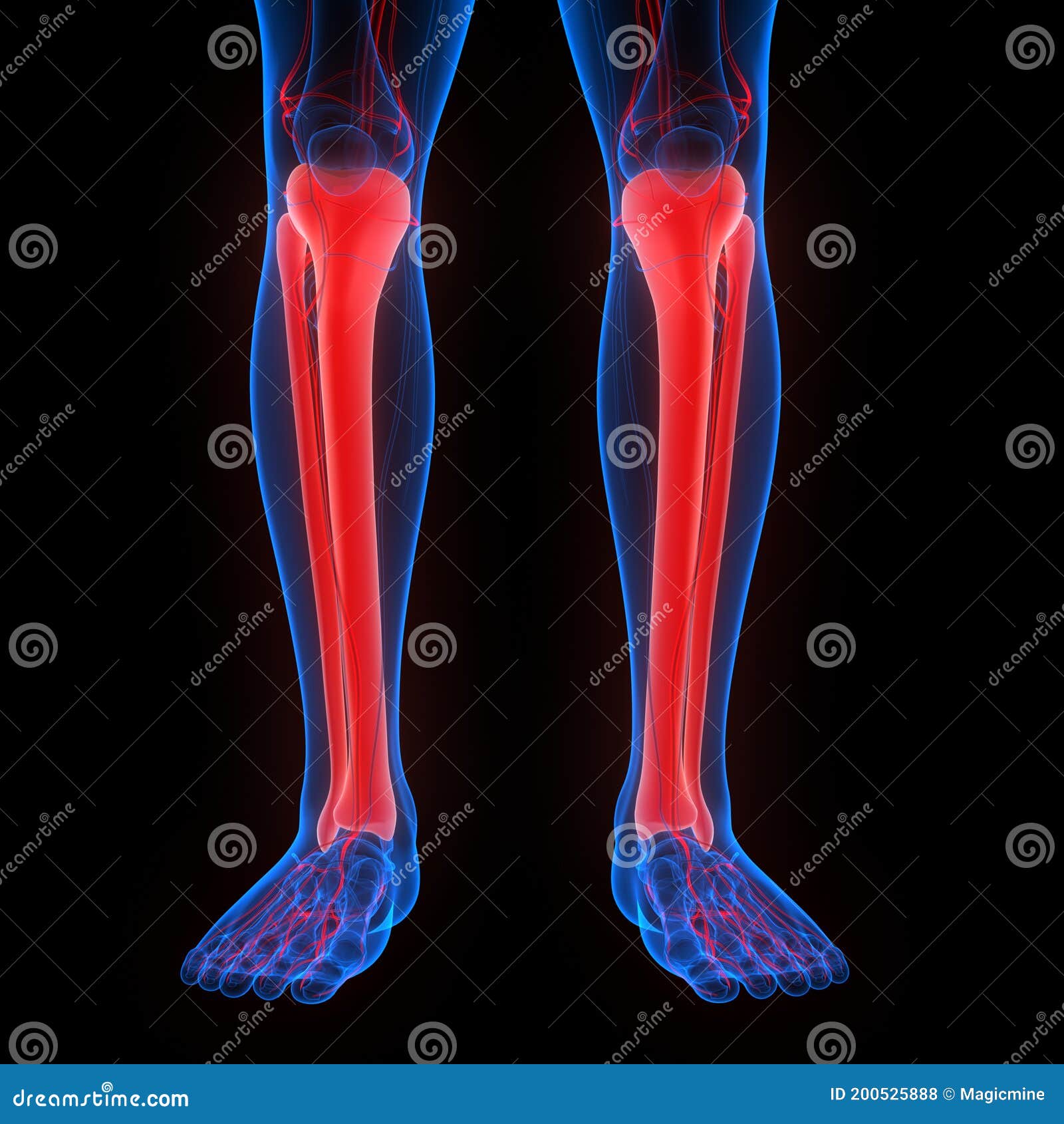 Human Skeleton System Tibia and Fibula Bone Joints Anatomy Stock ...