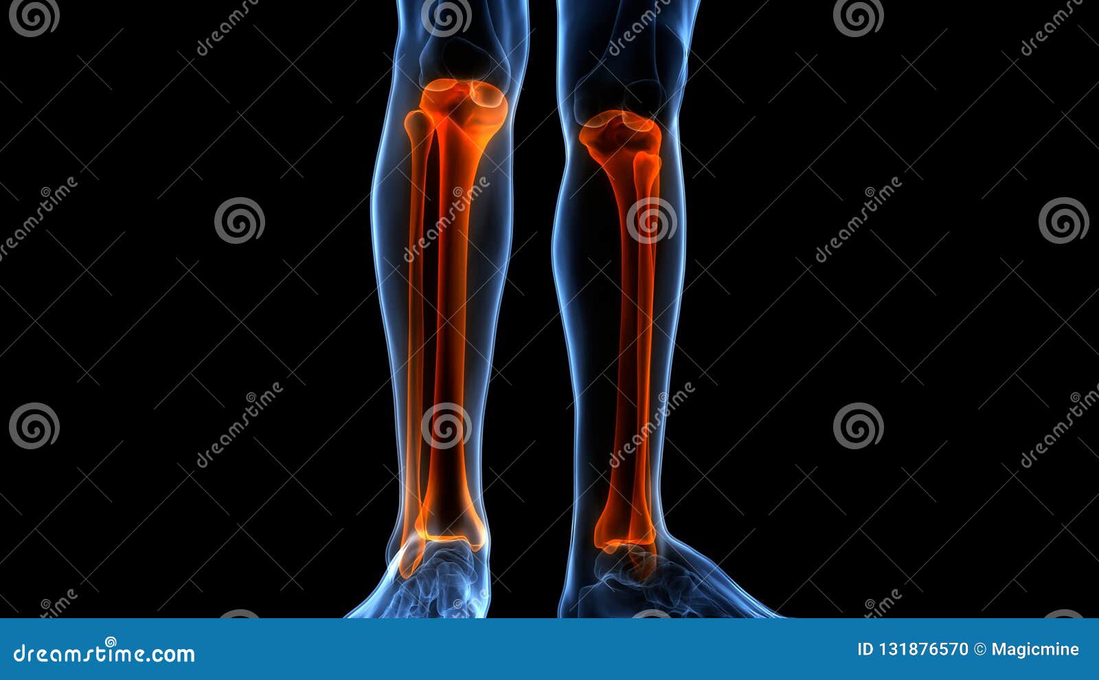 Human Skeleton System Tibia and Fibula Bone Joints Anatomy Stock ...