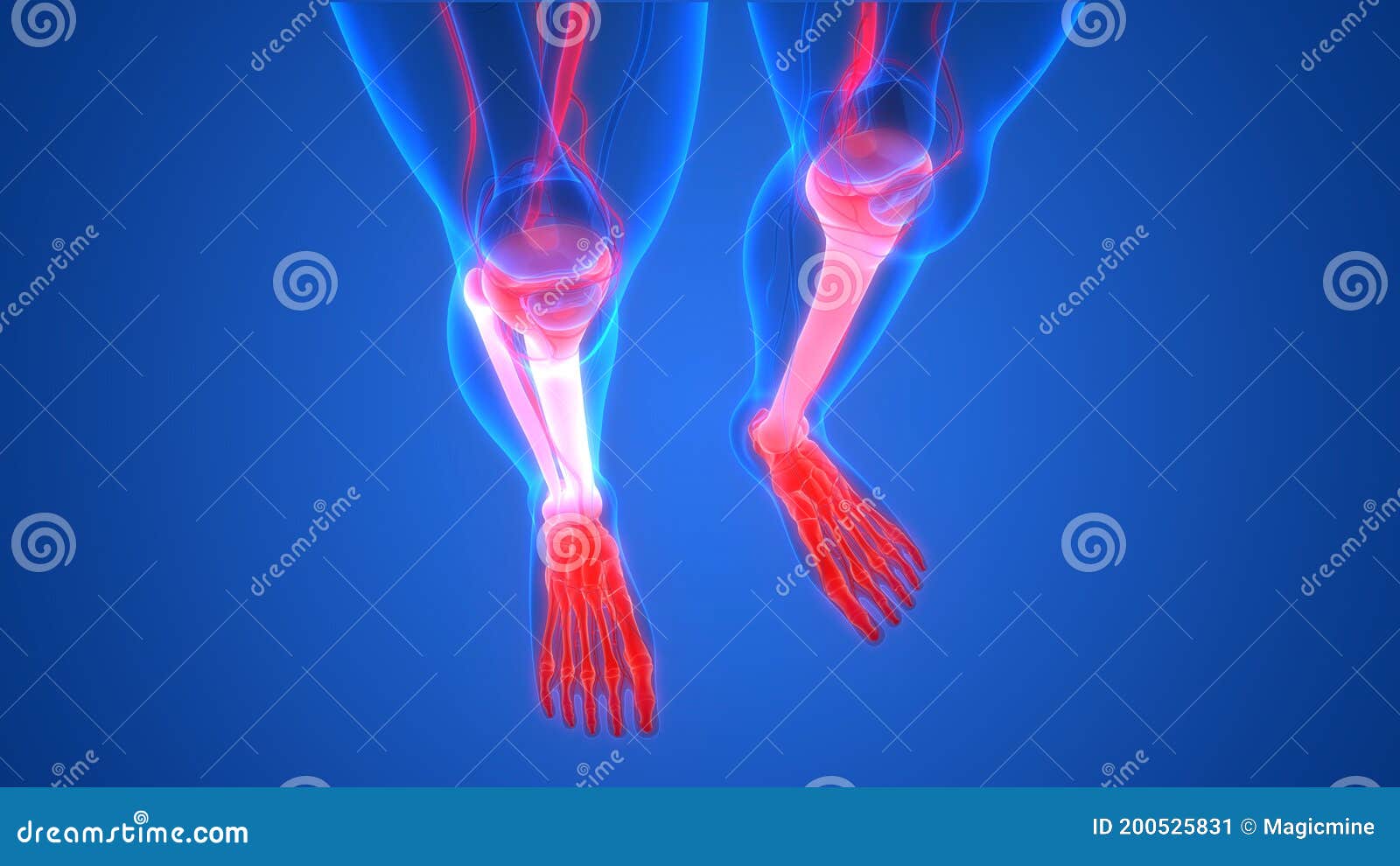 Human Skeleton System Tibia and Fibula with Foot Bone Joints Anatomy ...