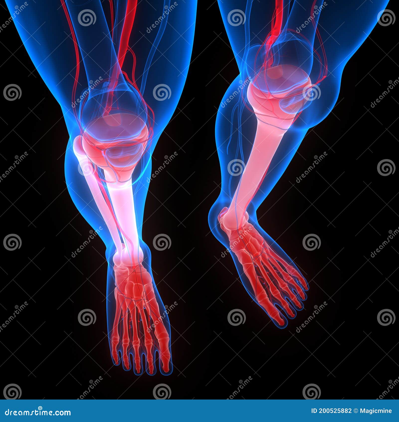 Human Skeleton System Tibia and Fibula with Foot Bone Joints Anatomy ...