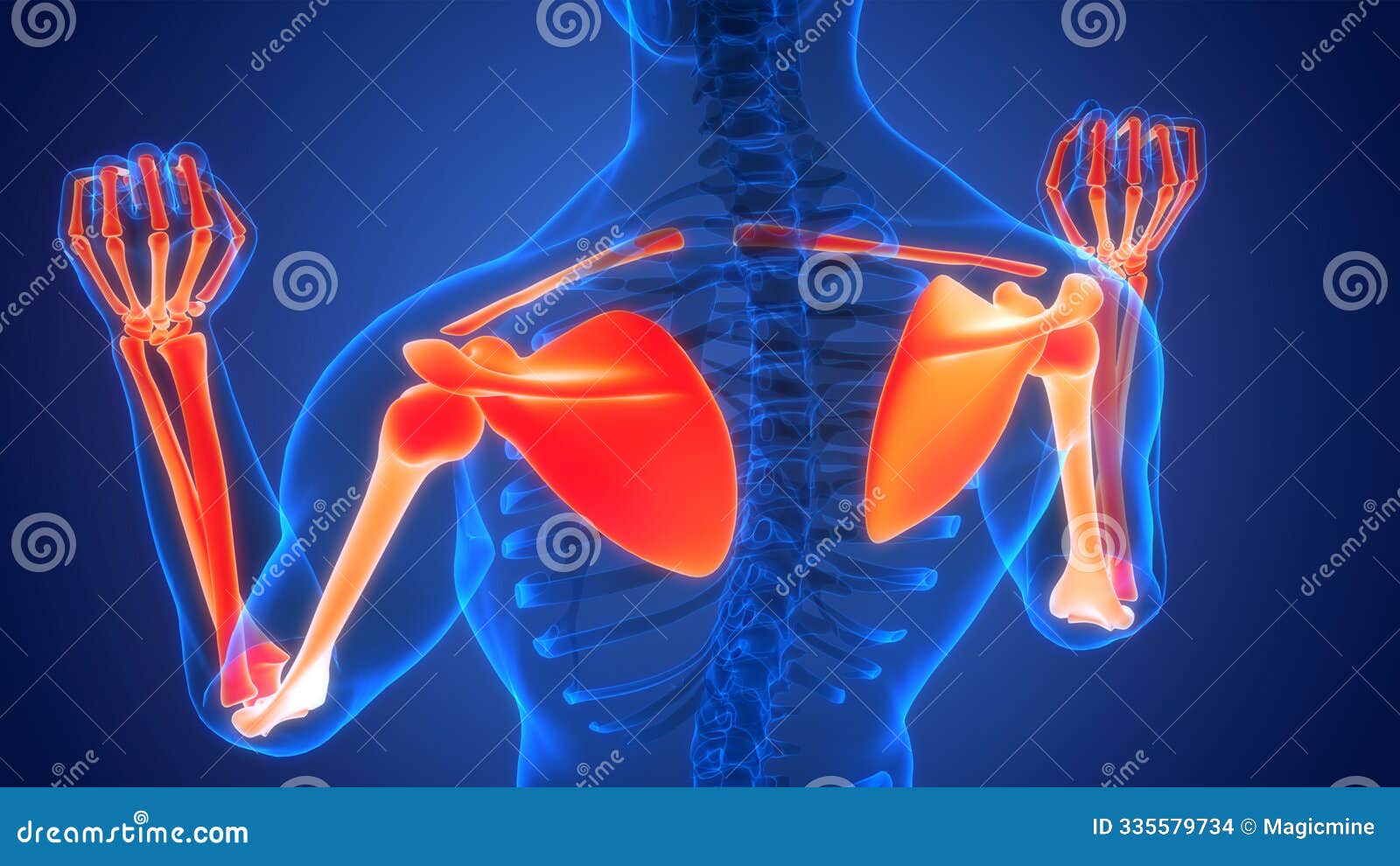 Anatomy Of Limb Bone, Finger, Hand, Arm, Scapula, Hip, Pelvic Bone ...