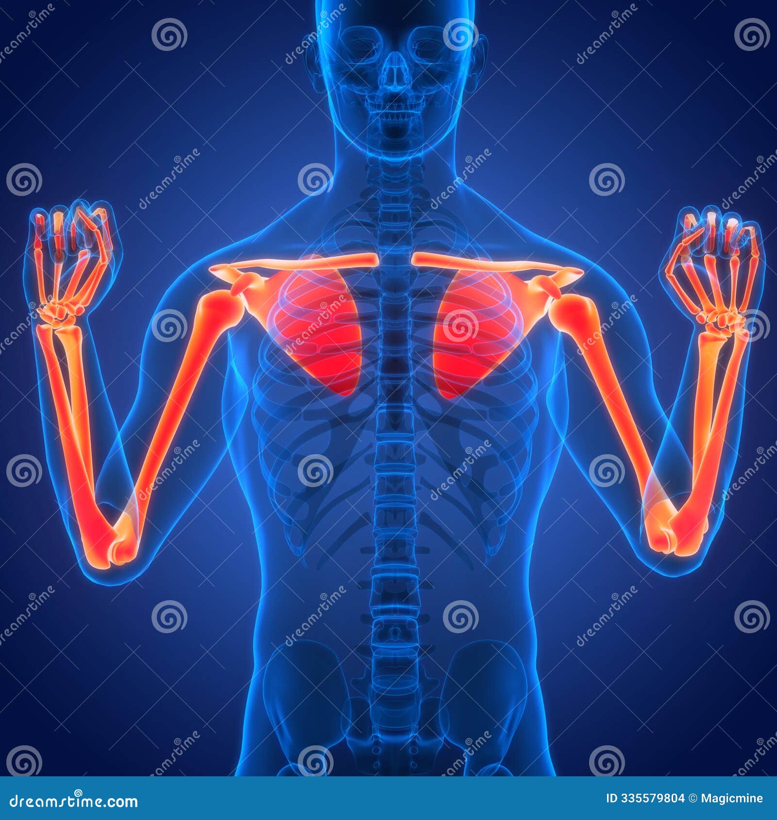 Human Skeleton System Upper Limb Bone Joints Anatomy Stock Illustration ...