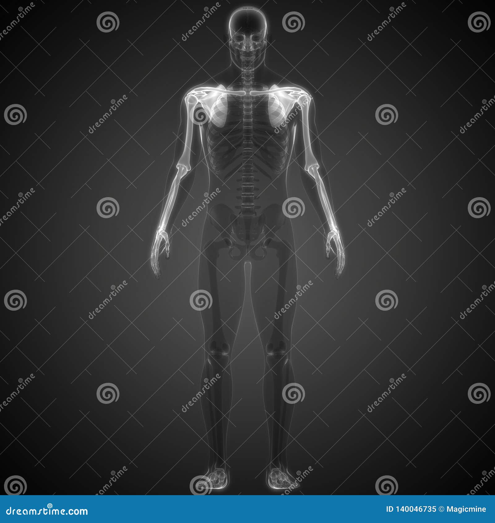 Human Skeleton System Upper Limbs Anatomy Stock Illustration ...