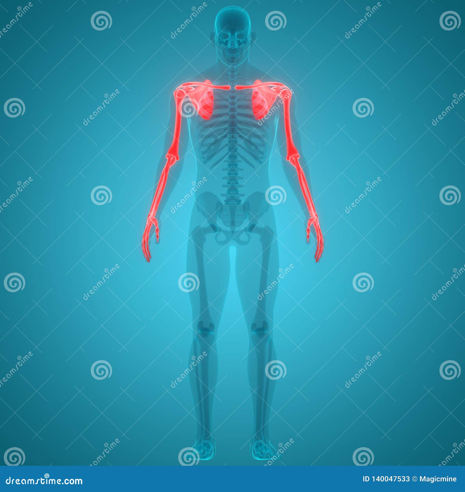 Human Skeleton System Upper Limbs Anatomy Stock Illustration ...