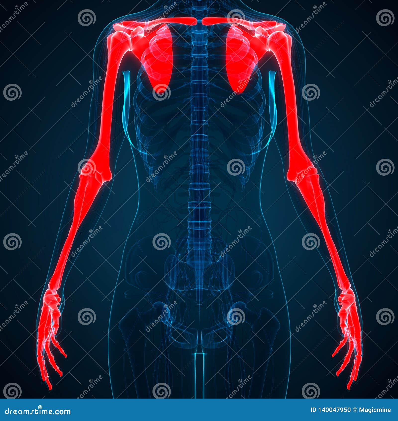 Human Skeleton System Upper Limbs Anatomy Stock Illustration ...