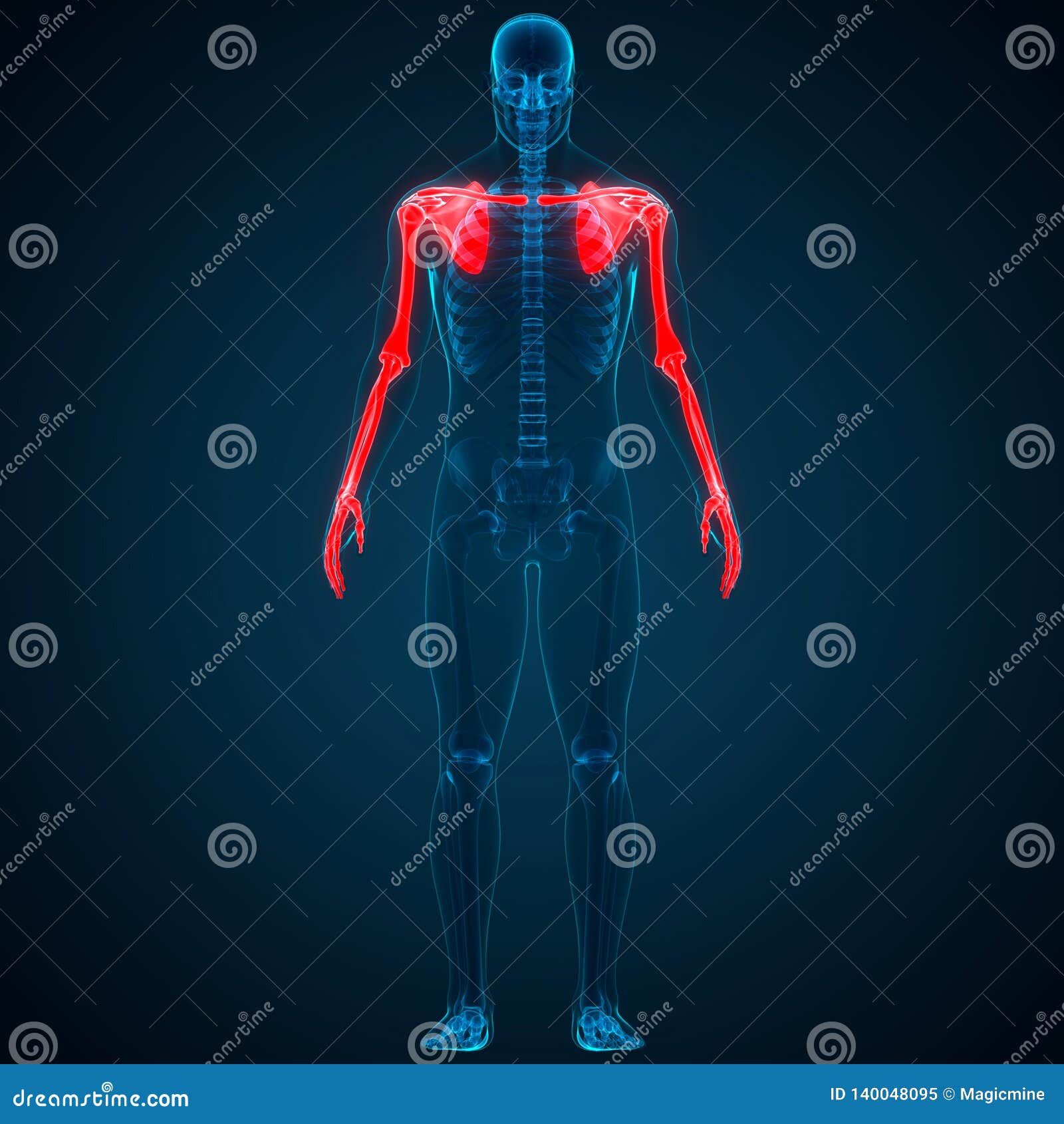 Human Skeleton System Upper Limbs Anatomy Stock Illustration ...