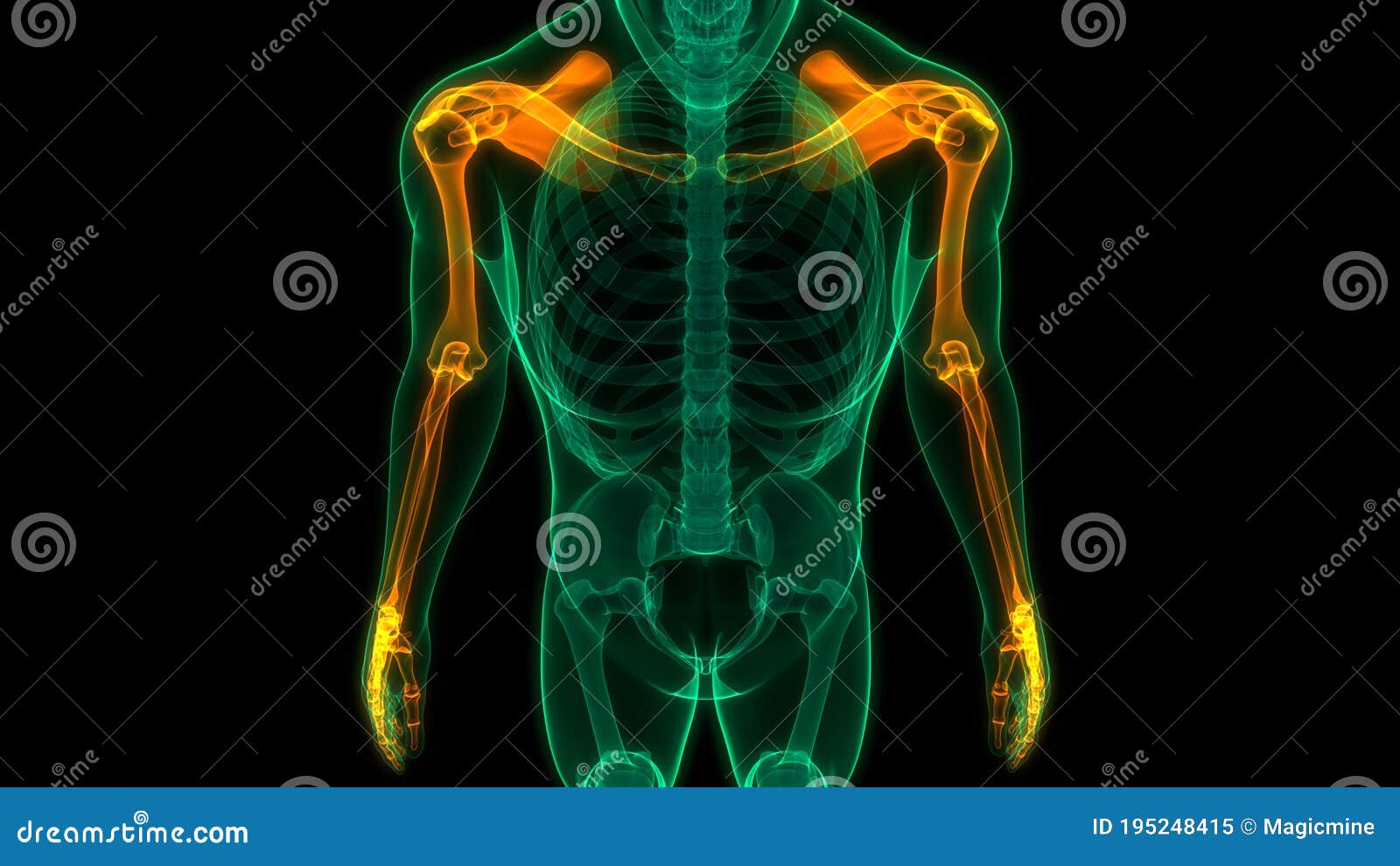 Upper Limbs Bone Joints Of Human Skeleton System Anatomy 3d Rendering ...