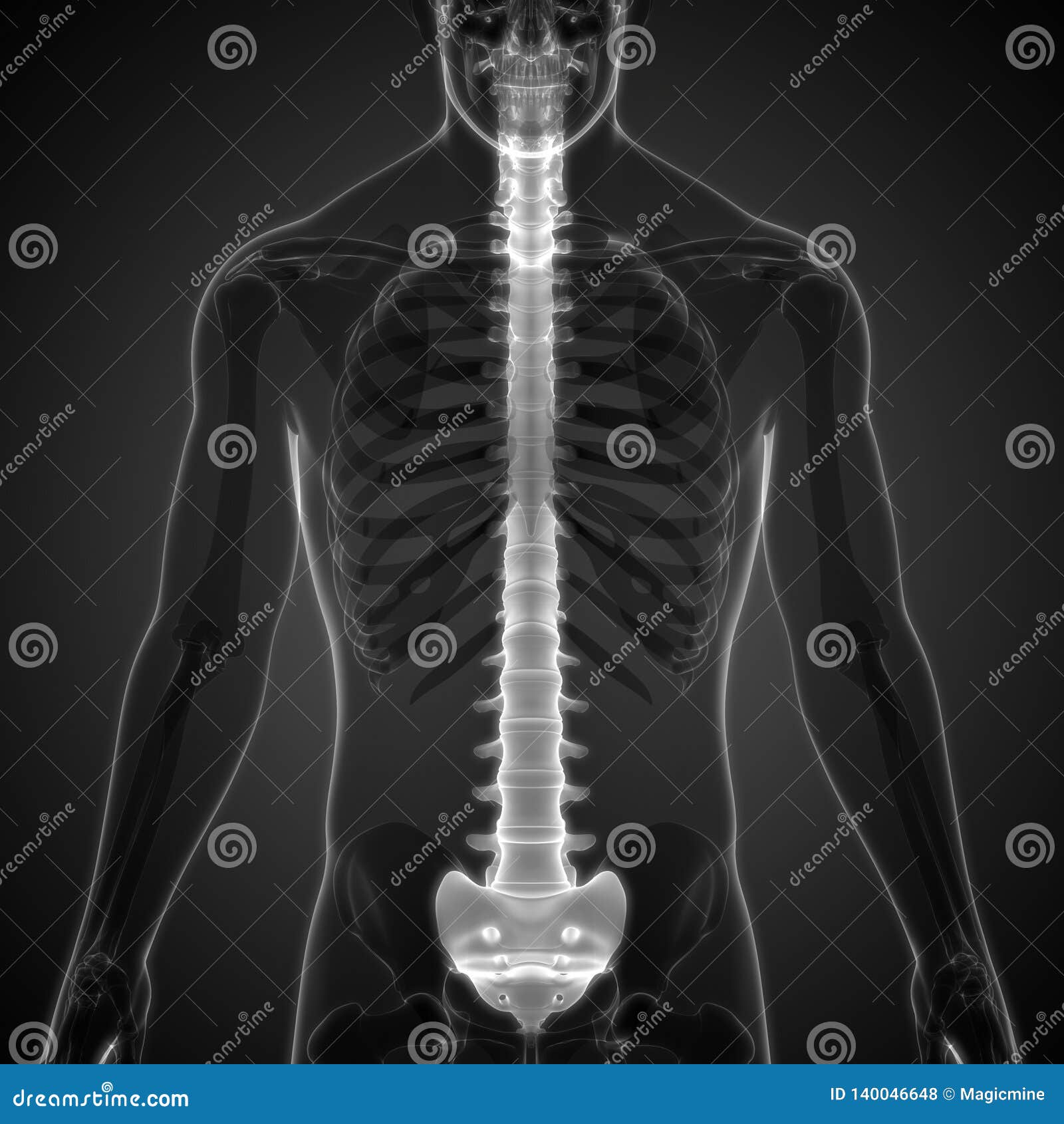 Human Skeleton System Vertebral Column Anatomy Stock Illustration ...