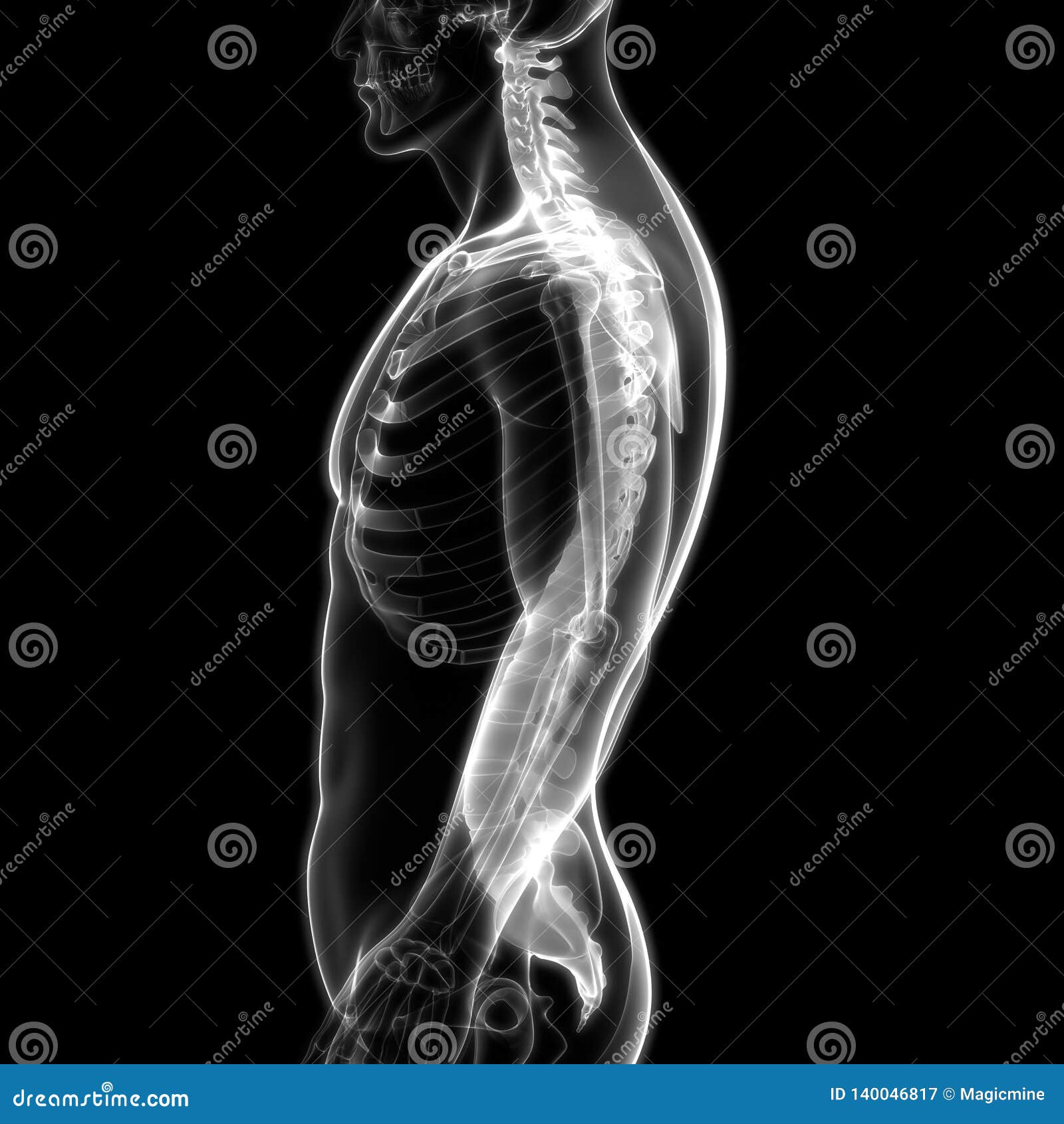 Human Skeleton System Vertebral Column Anatomy Stock Illustration ...