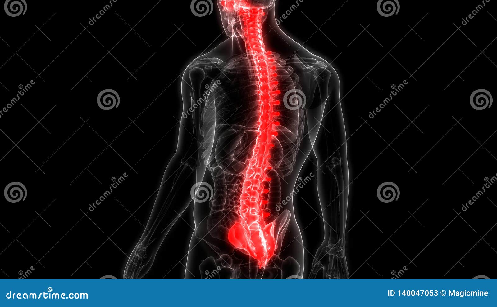 Human Skeleton System Vertebral Column Anatomy Stock Illustration ...