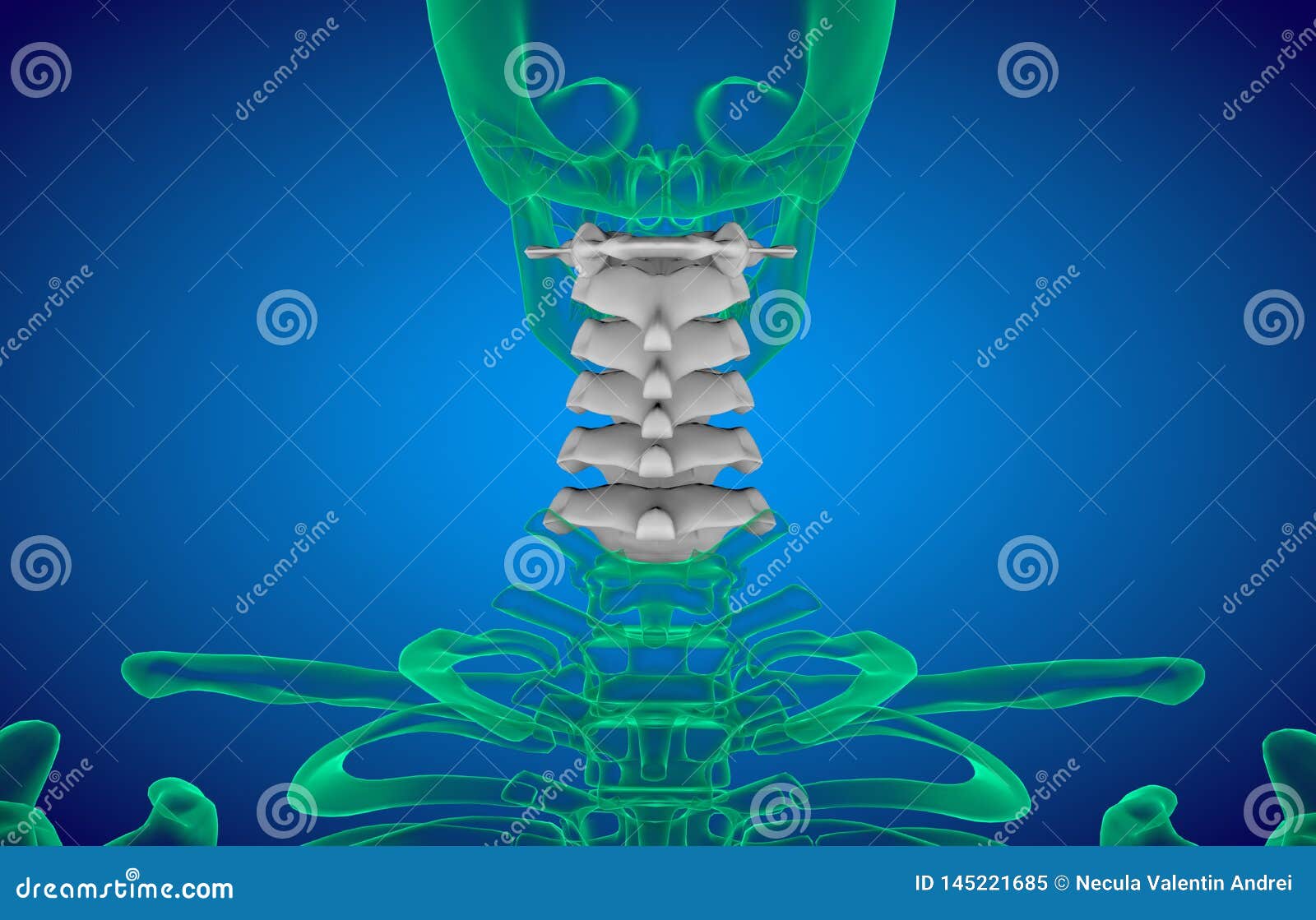 Human Skeleton System Vertebral Column Cervical Vertebrae Anatomy Stock ...