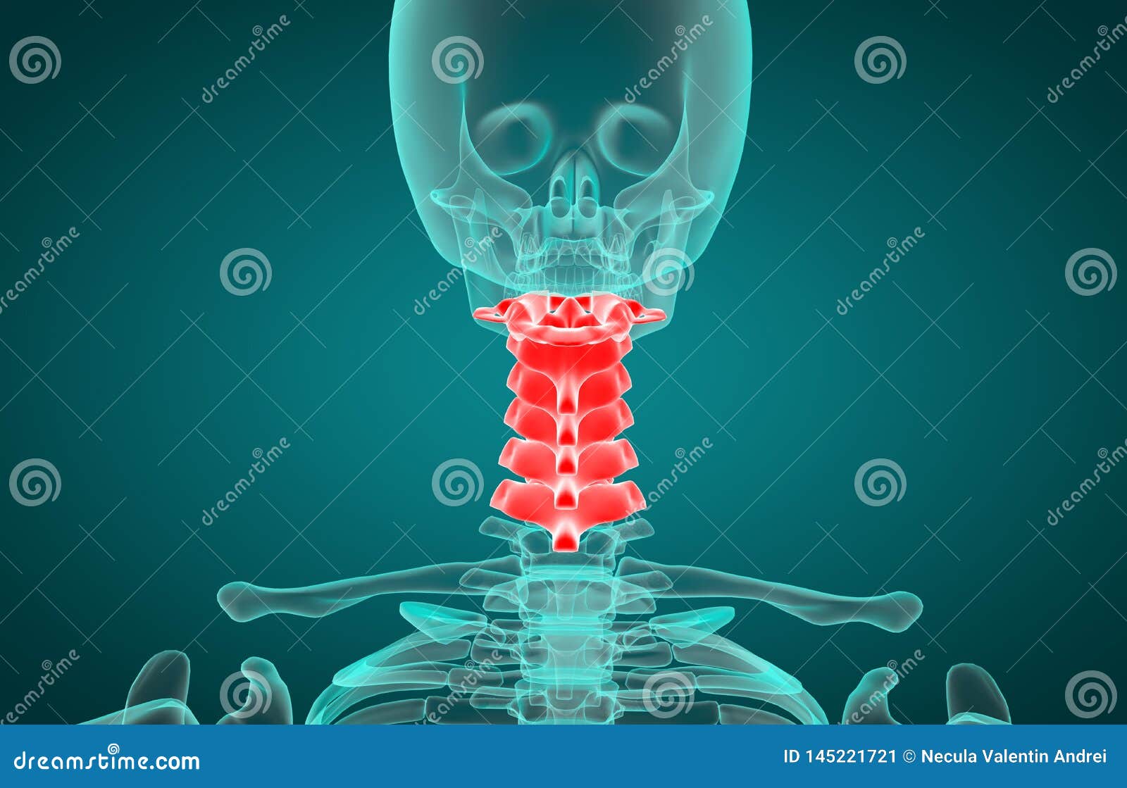 Human Skeleton System Vertebral Column Cervical Vertebrae Anatomy Stock ...