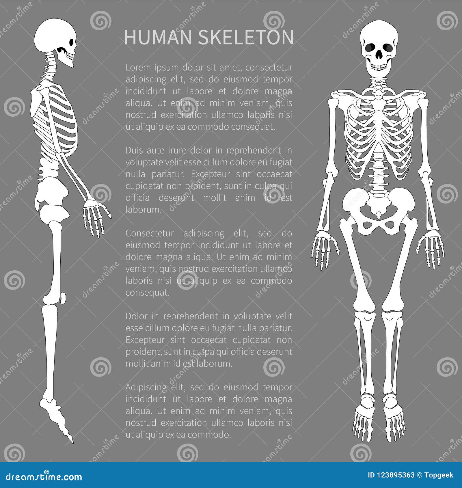 Human Skeleton and Text Sample Vector Illustration Stock Vector ...