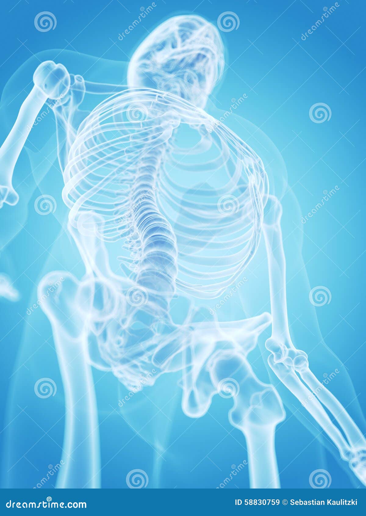 The Thorax Stock Illustration | CartoonDealer.com #57843565