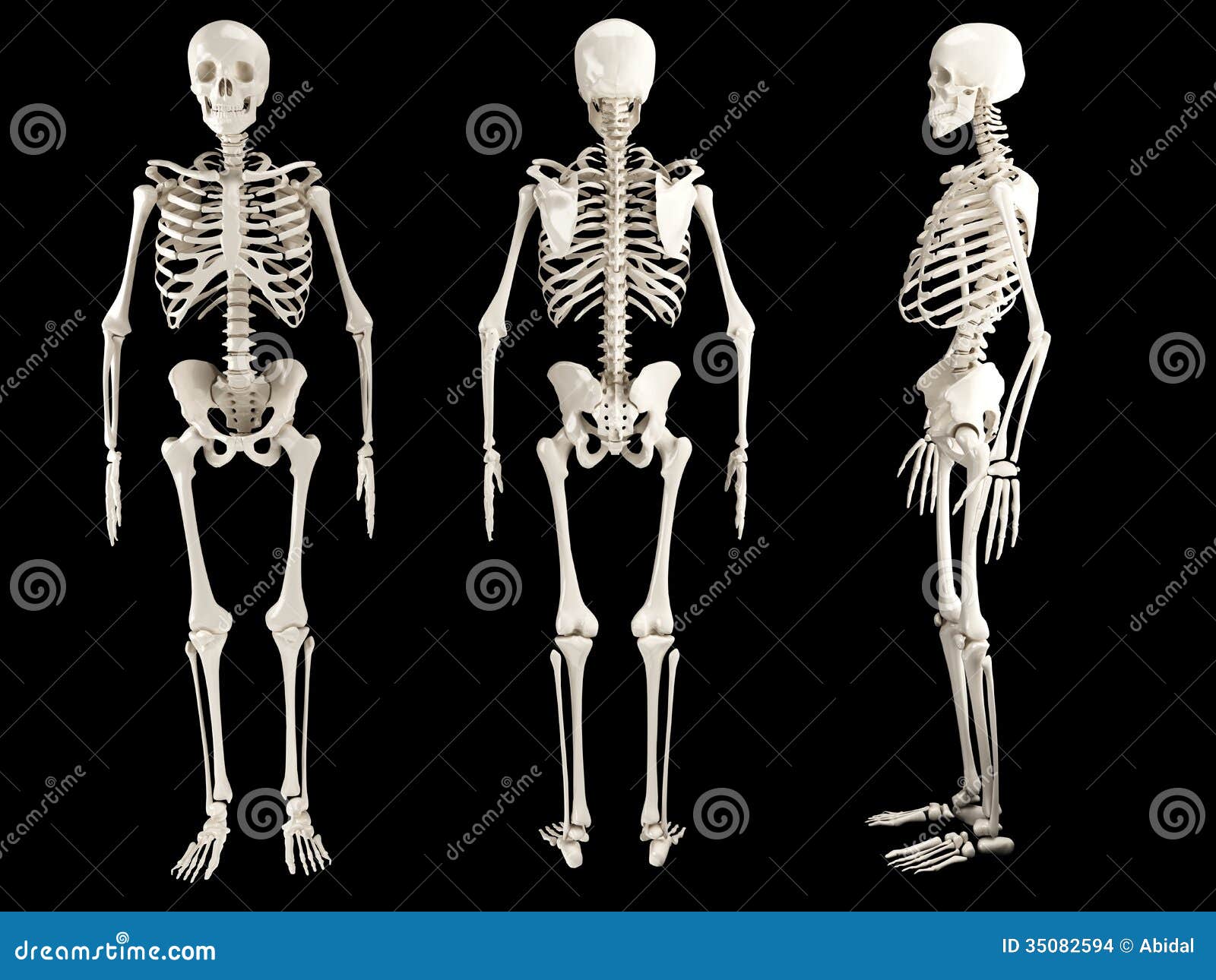Human skeleton stock illustration. Illustration of hand - 35082594