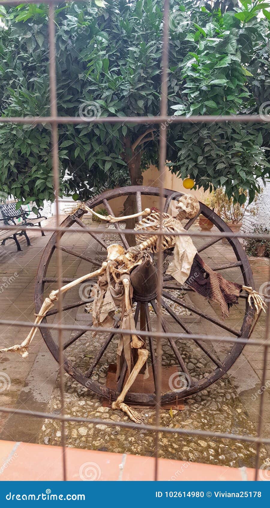 Skeleton stock photo. Image of skeleton, wheel, medieval - 102614980