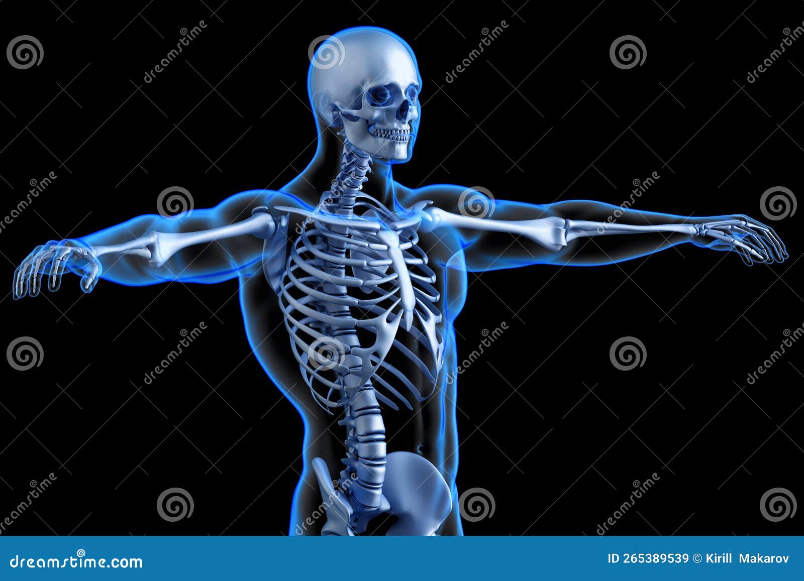 Human Skeleton Torso. Anatomical Illustration Stock Illustration ...
