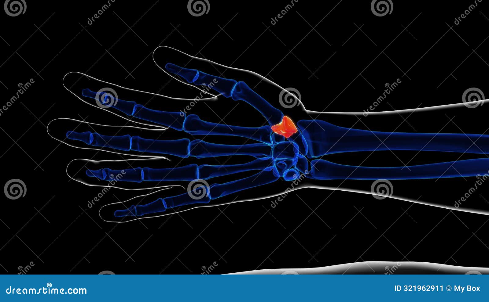Human Skeleton Trapezium Bone Anatomy 3D Rendering Stock Illustration ...