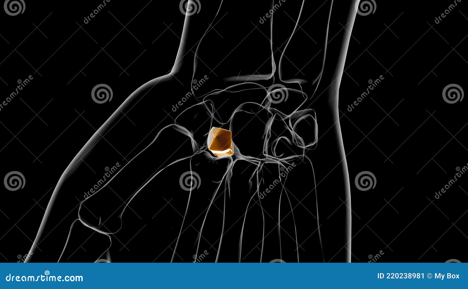 Human Skeleton Trapezoid Bone Anatomy 3D Stock Illustration ...