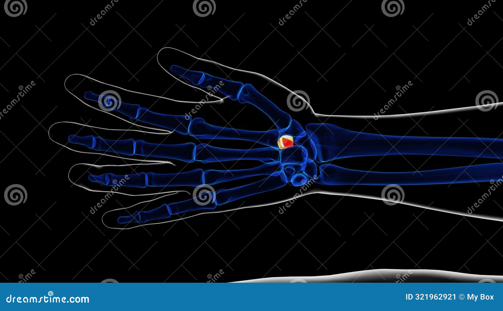 Human Skeleton Trapezoid Bone Anatomy 3D Rendering Stock Illustration ...