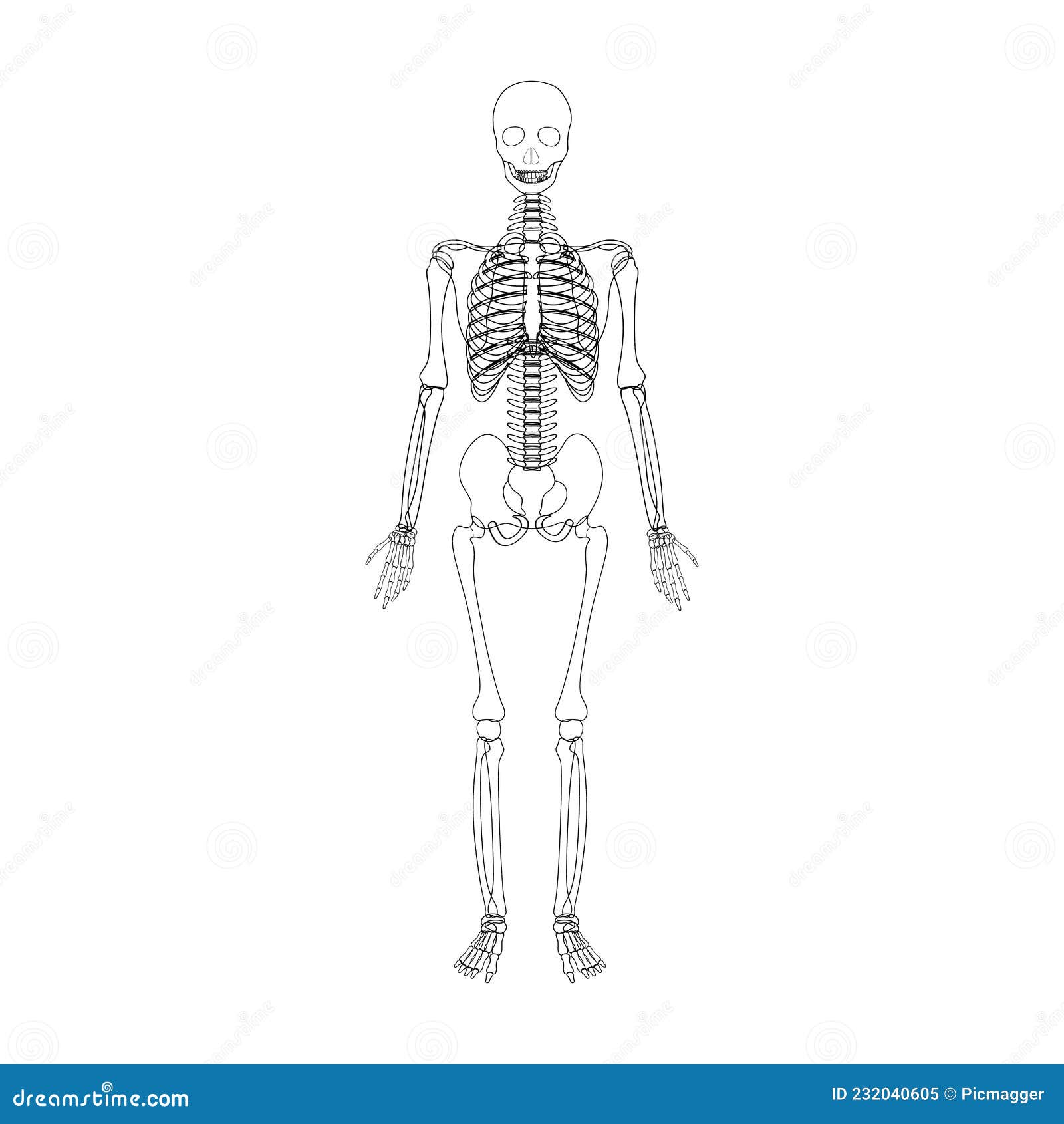 Human skeleton vector. stock vector. Illustration of muscle - 232040605