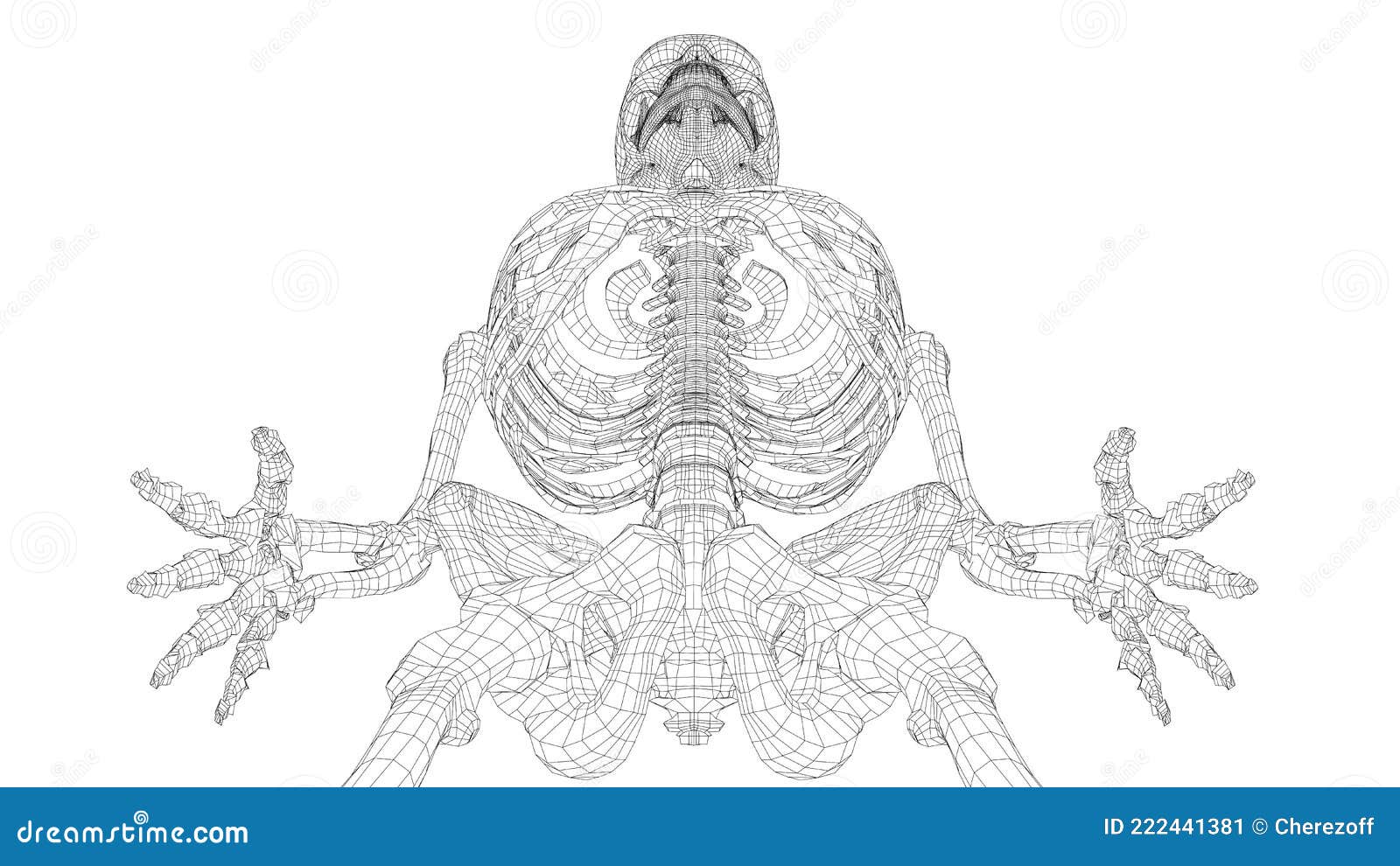 Human skeleton. Vector stock vector. Illustration of skeleton - 222441381