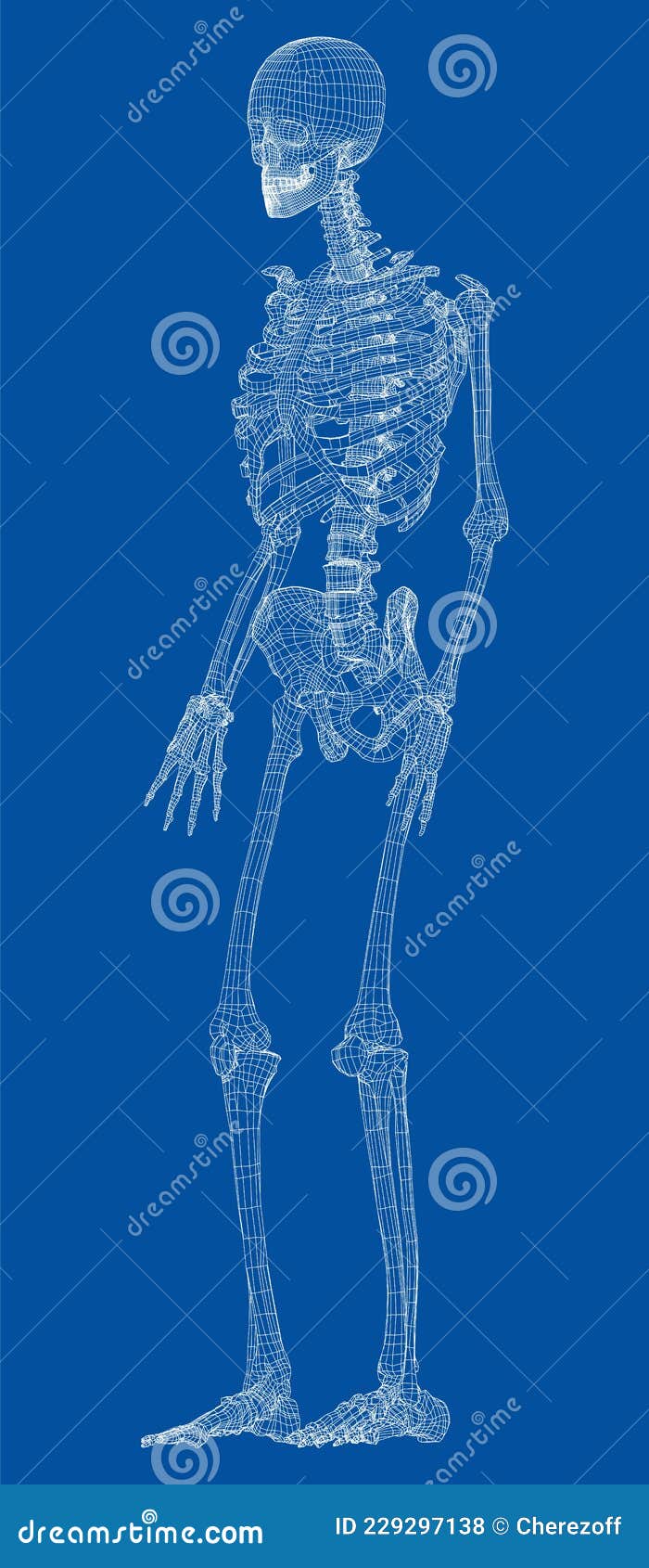 Human skeleton. Vector stock vector. Illustration of background - 229297138