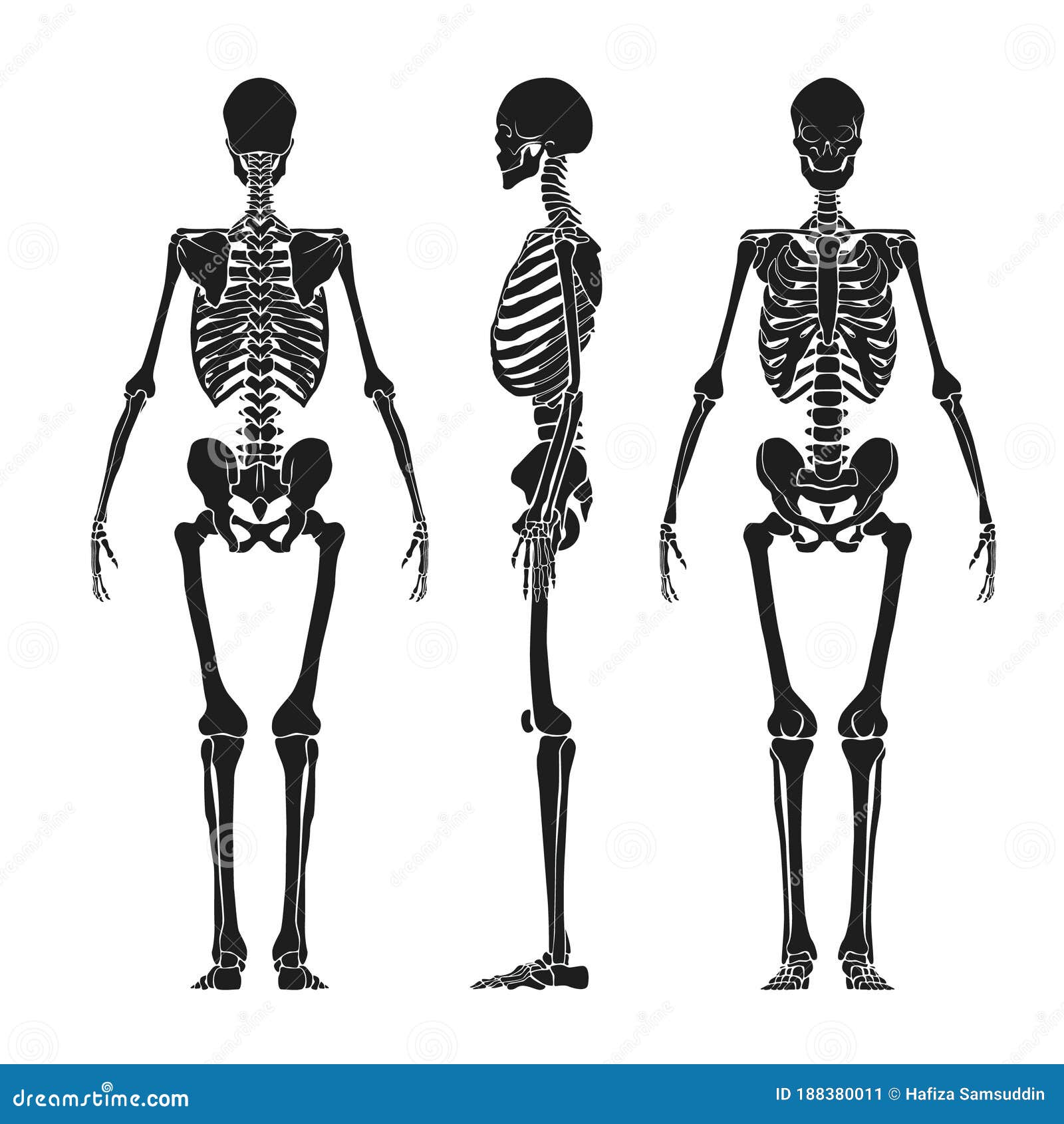 Human Skeleton. Vector Illustration Decorative Design Stock Vector ...