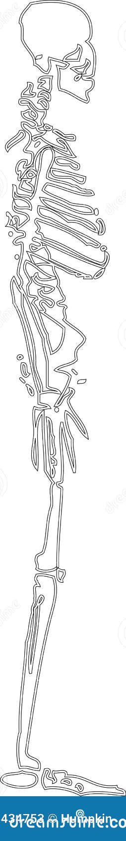 Human Skeleton Vector Line Art Stock Vector - Illustration of figure ...