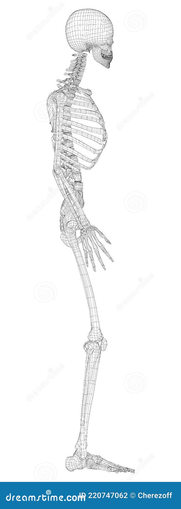 Human skeleton. Vector stock vector. Illustration of people - 220747062