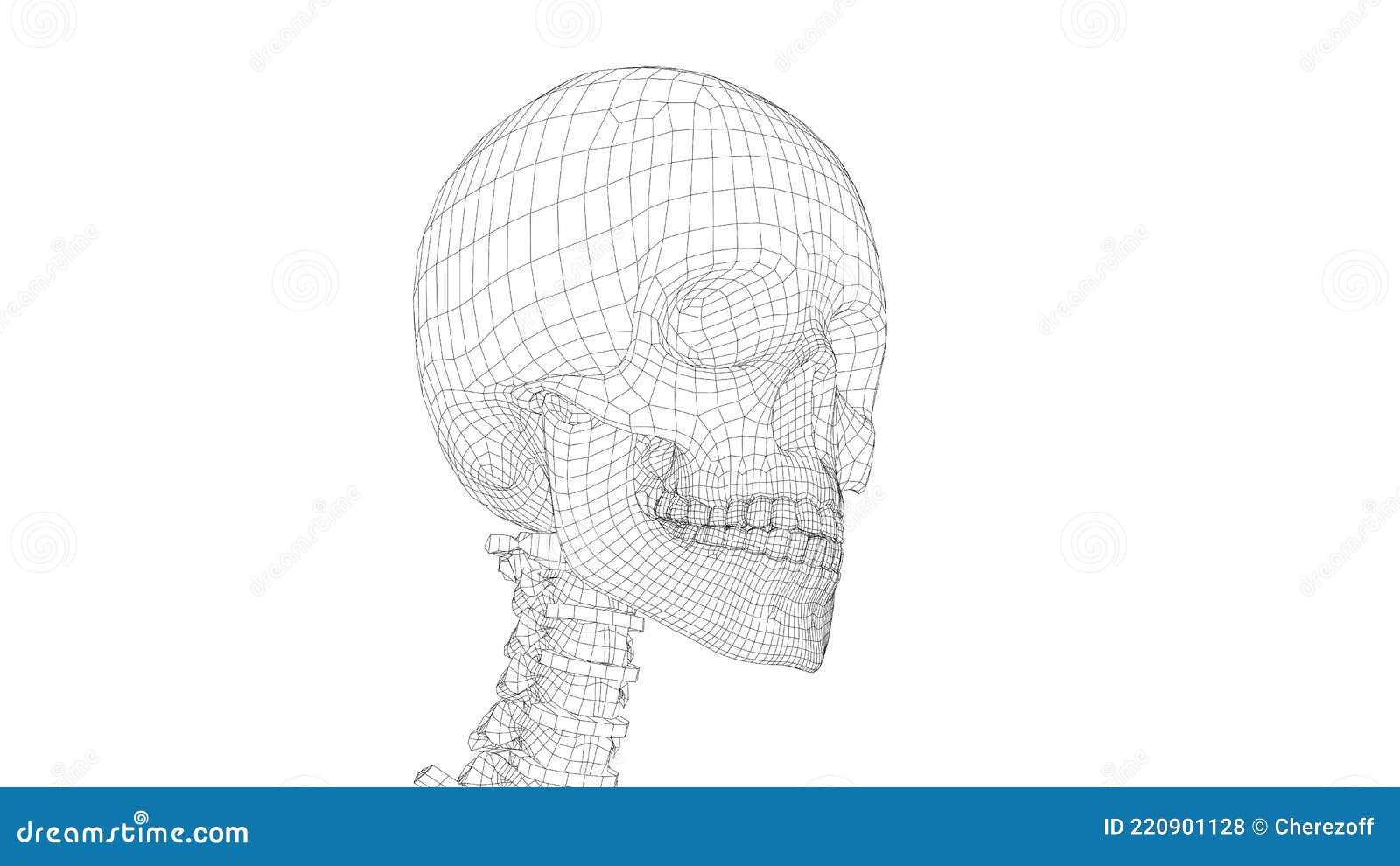 Human skeleton. Vector stock vector. Illustration of anatomical - 220901128