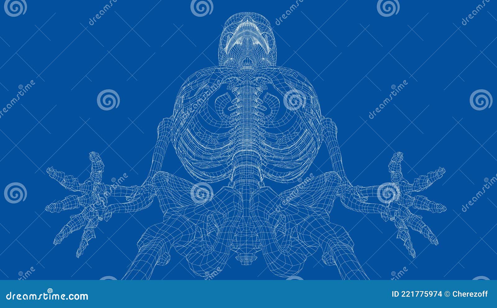 Human skeleton. Vector stock vector. Illustration of anatomical - 221775974