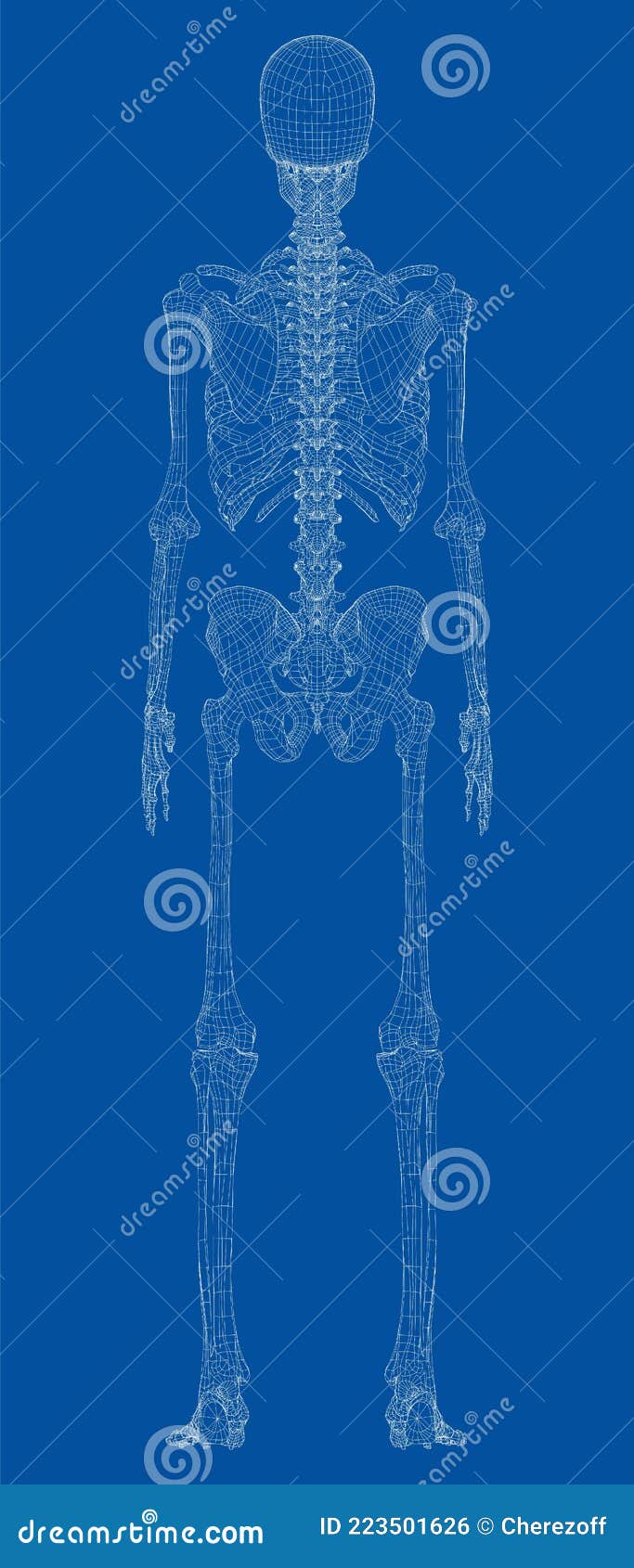 Human skeleton. Vector stock vector. Illustration of people - 223501626