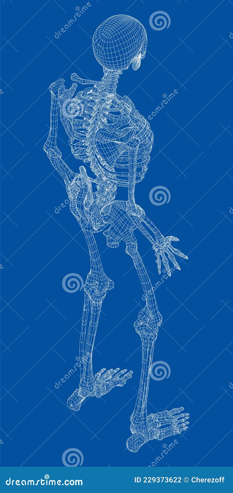 Human skeleton. Vector stock vector. Illustration of anatomical - 229373622