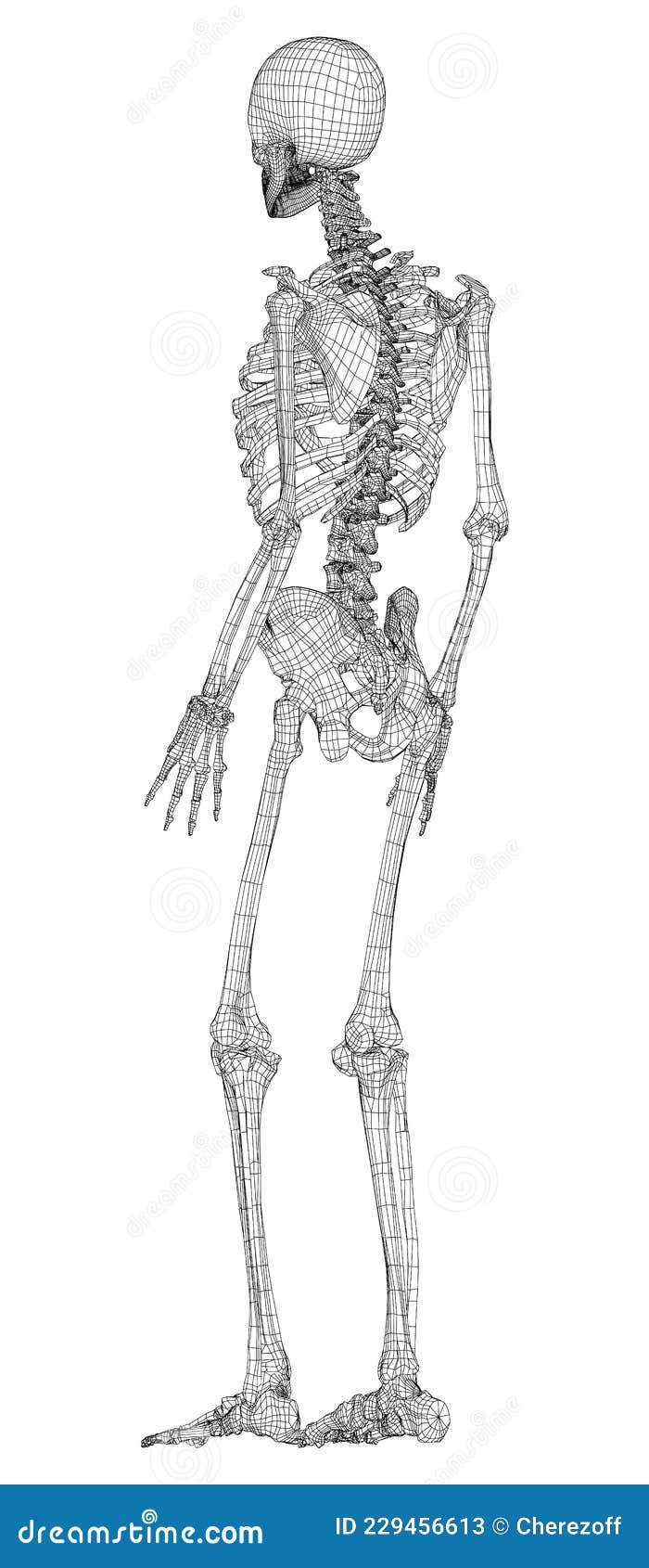 Human skeleton. Vector stock vector. Illustration of science - 229456613