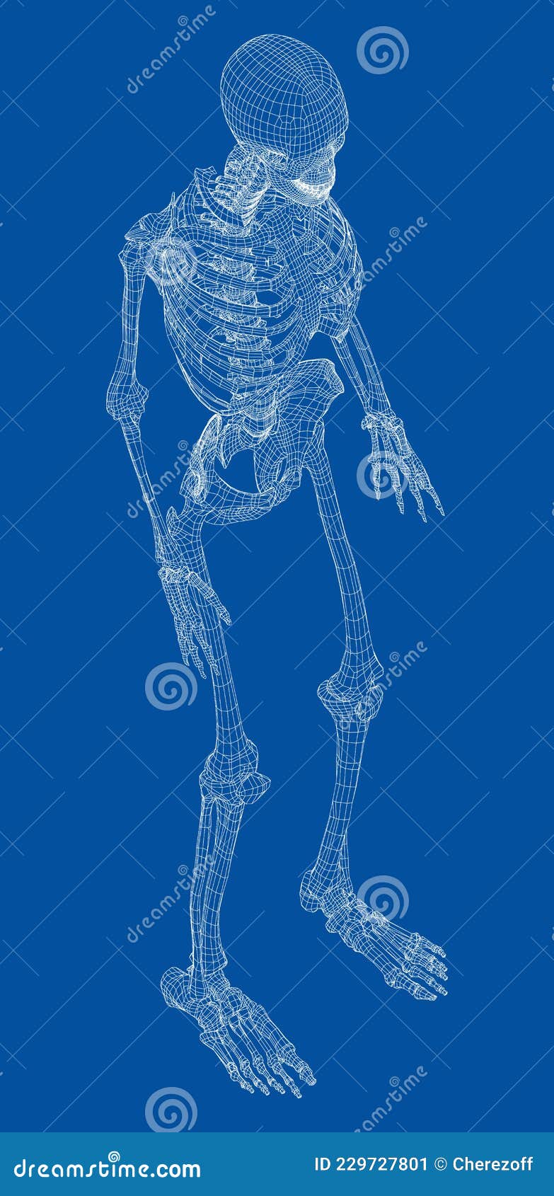 Human skeleton. Vector stock vector. Illustration of backbone - 229727801