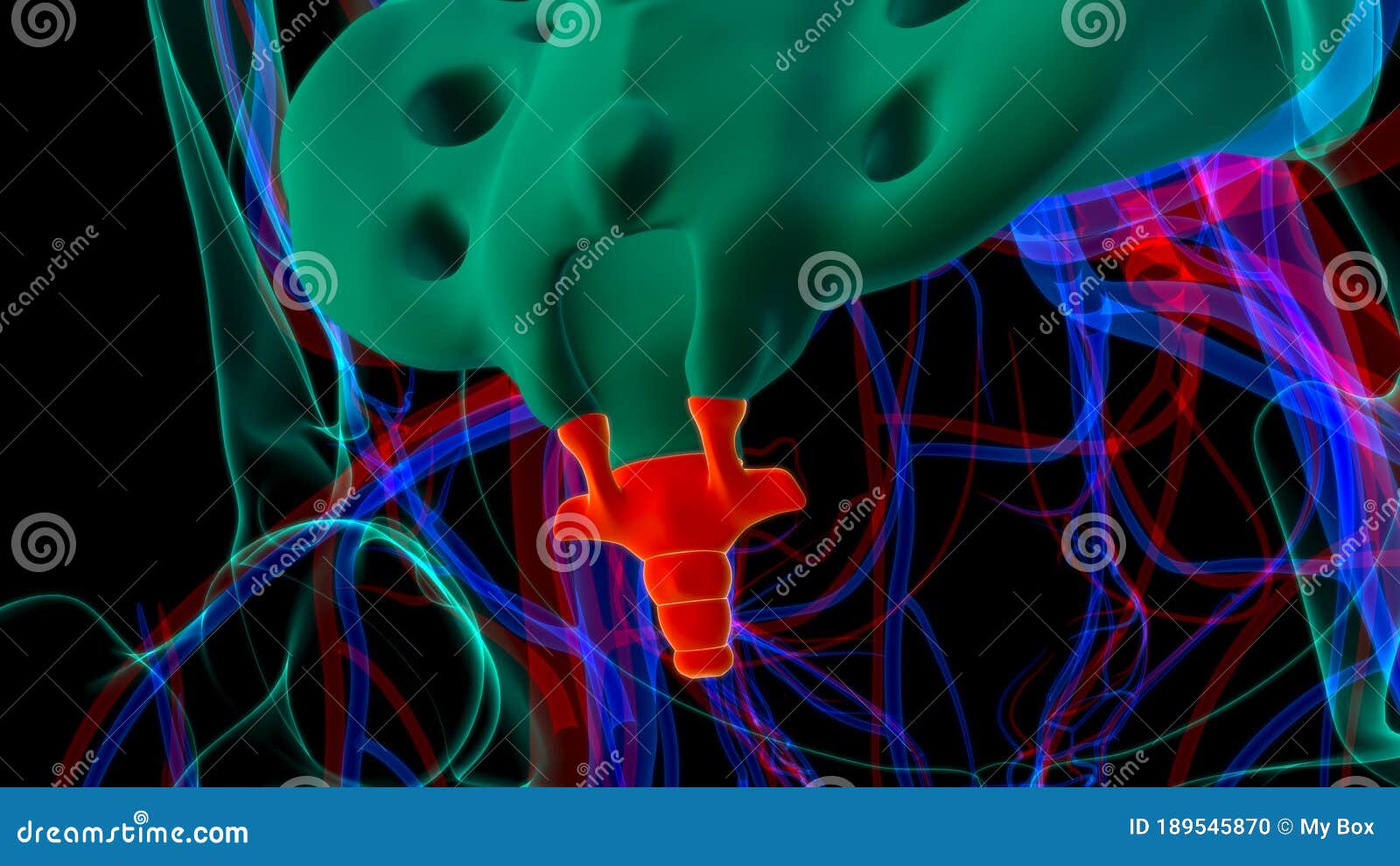 Human Skeleton Vertebral Column Coccyx or Tail Bone Anatomy Stock ...