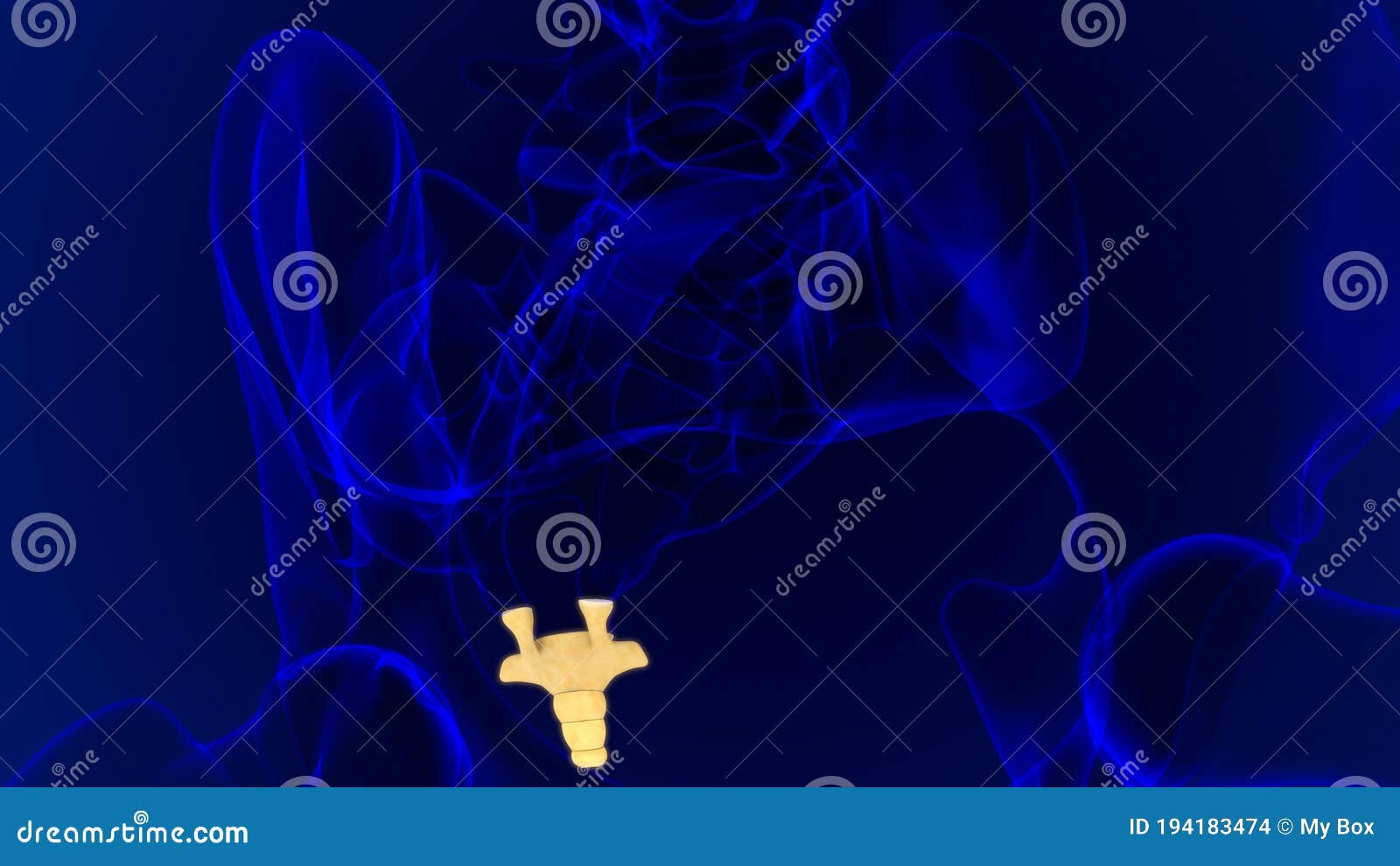 Human Skeleton Vertebral Column Coccyx or Tail Bone Anatomy Stock ...