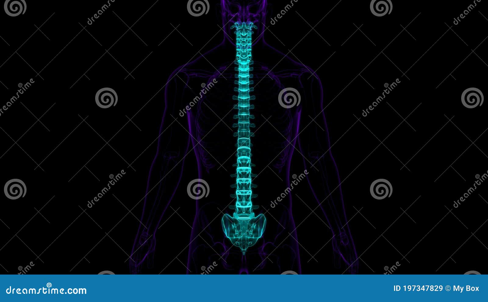 Human Skeleton Vertebral Column Vertebrae Anatomy Stock Illustration ...