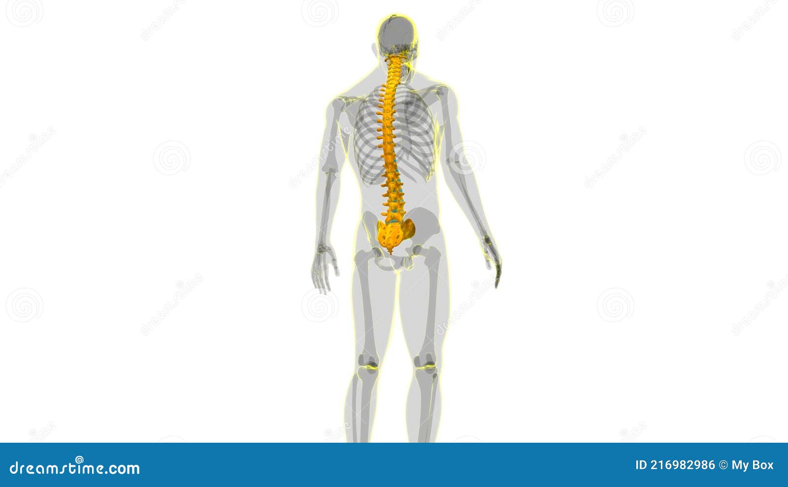 Human Skeleton Vertebral Column Vertebrae Anatomy Stock Illustration ...