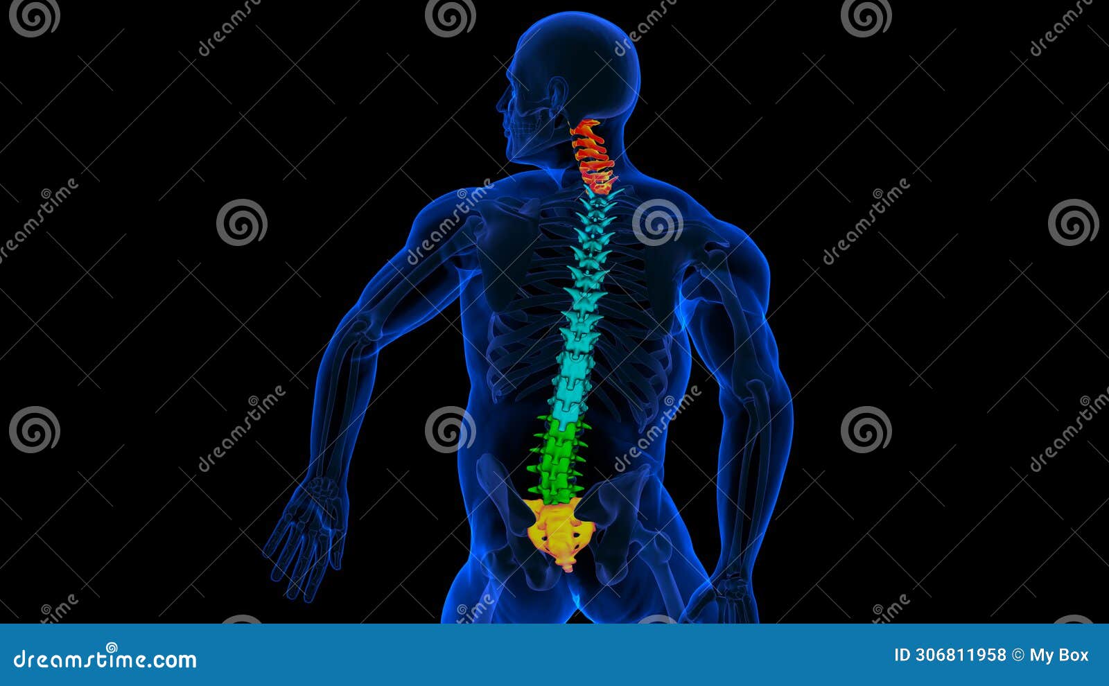 Human Skeleton Vertebral Column Vertebrae Anatomy 3d Rendering Stock ...