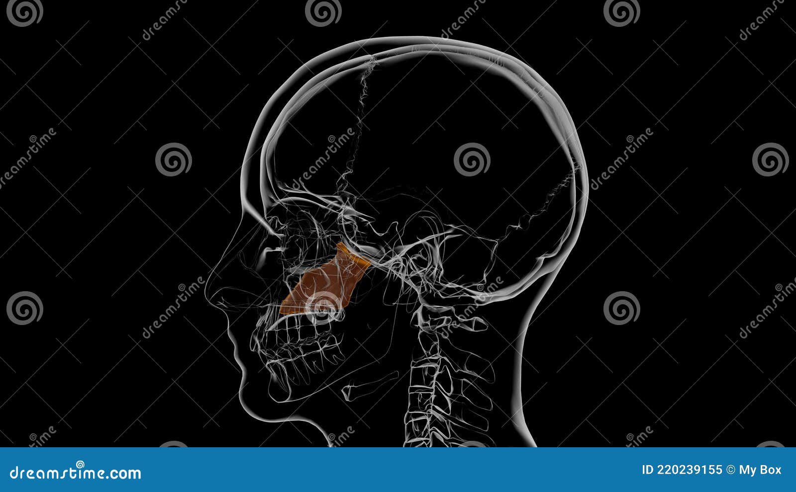 Human Skeleton Vomer Bone Anatomy 3D Stock Illustration - Illustration ...