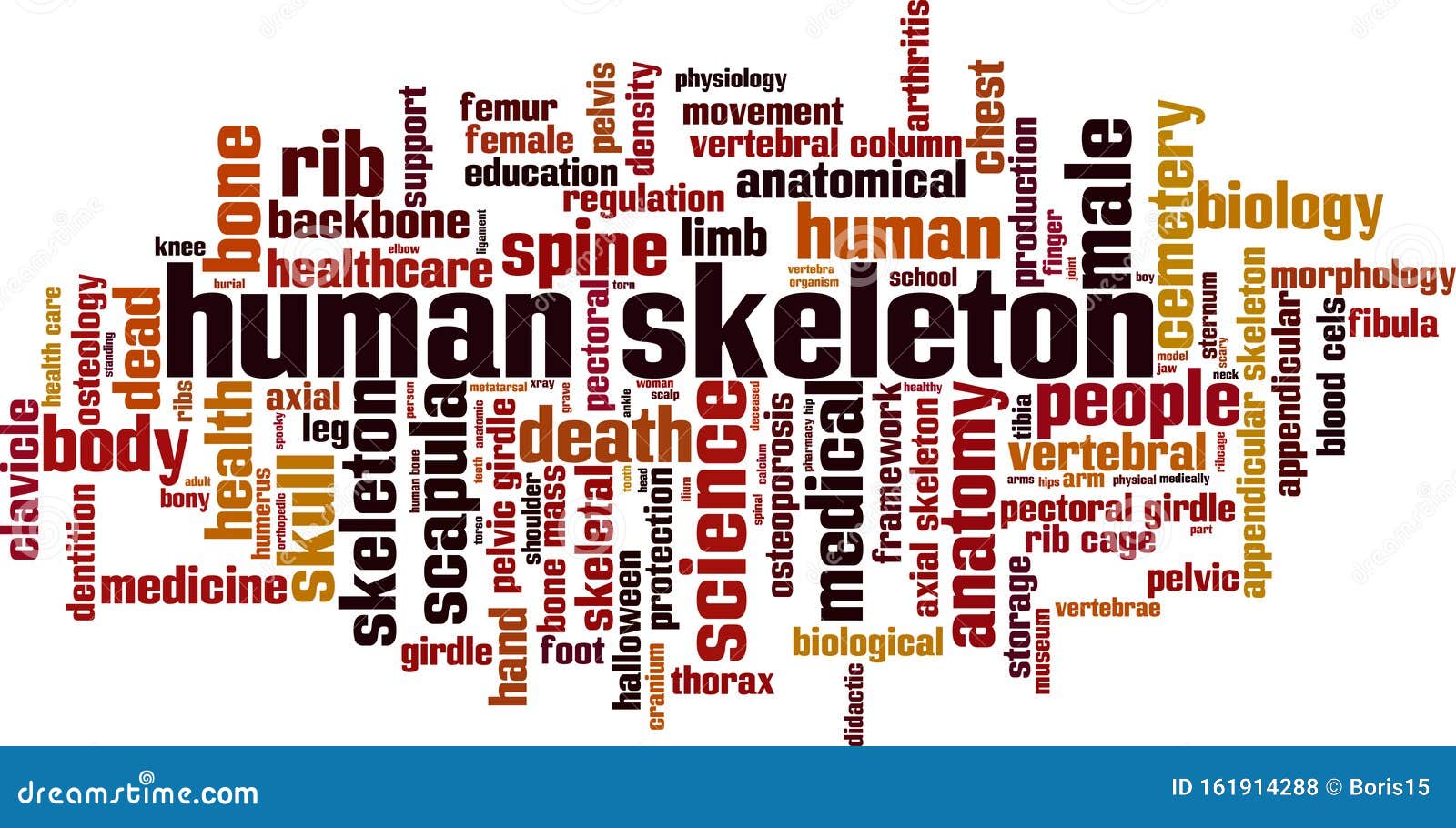 Human skeleton word cloud stock vector. Illustration of male - 161914288