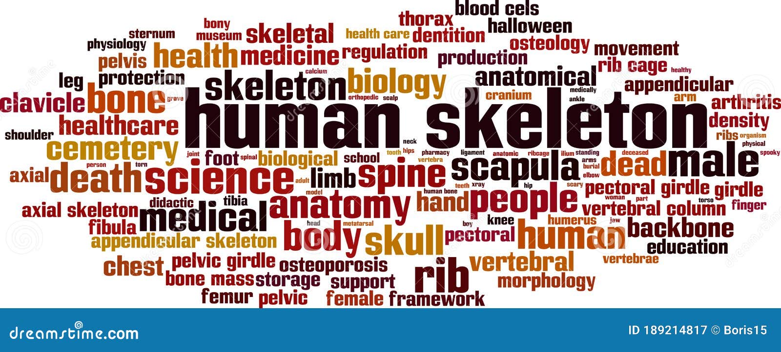 Human skeleton word cloud stock vector. Illustration of osteoporosis ...