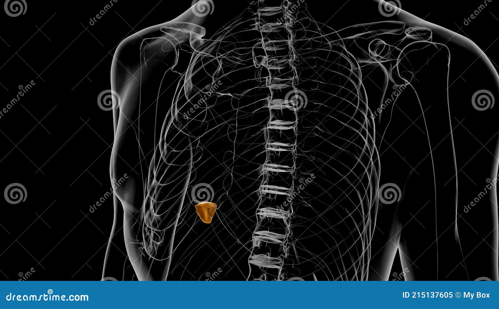Human Skeleton Xiphoid Process Anatomy 3D Stock Illustration ...