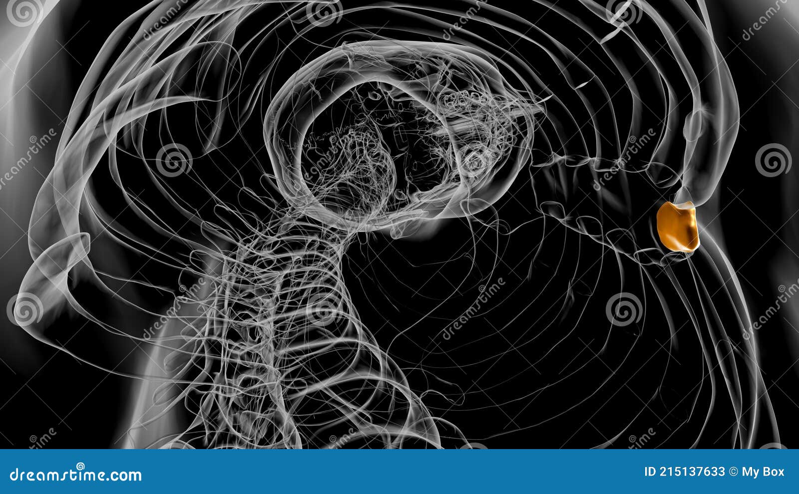 Xiphoid Process Bone Diagram Xiphoid Process: Pain, Lump, Re